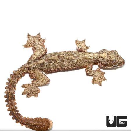 Malayan Parachute Geckos For Sale - Underground Reptiles