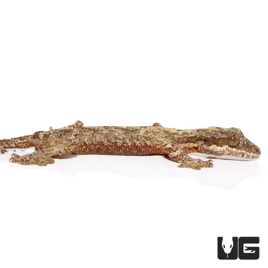 Malayan Parachute Geckos For Sale - Underground Reptiles