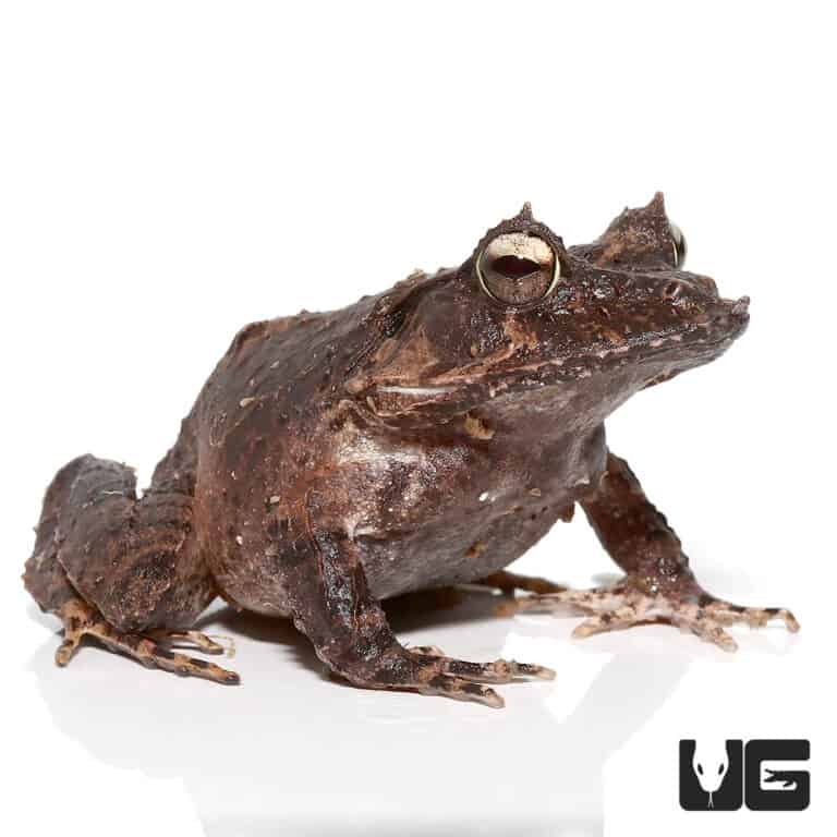 Other Frogs For Sale - Underground Reptiles