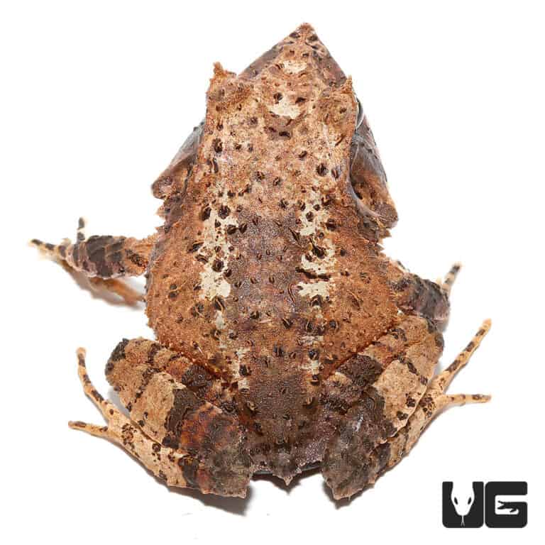 Other Frogs For Sale - Underground Reptiles