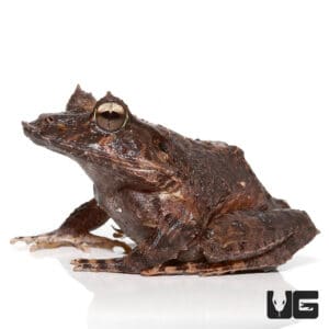 Mossy Oak Solomon Island Eyelash Frogs (Ceratobatrachus guentheri) For ...