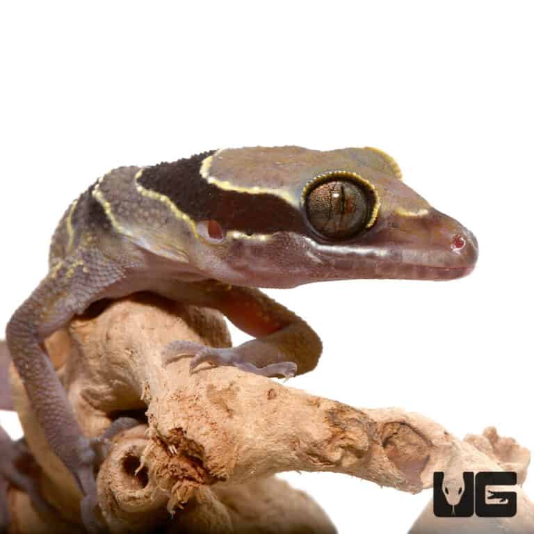 Bintang Slender Toed Geckos For Sale - Underground Reptiles