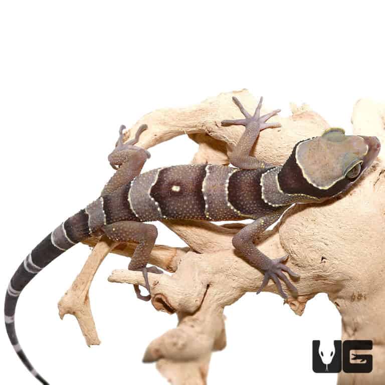Bintang Slender Toed Geckos For Sale - Underground Reptiles
