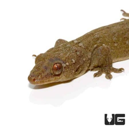 Oceanic Geckos (Gehyra oceanica) For Sale - Underground Reptiles