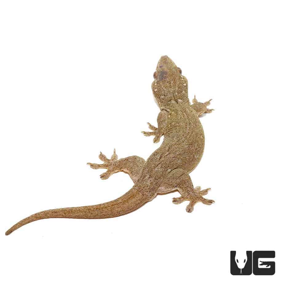 Reptiles for Sale - Snakes, Bearded Dragons, Turtles and More!