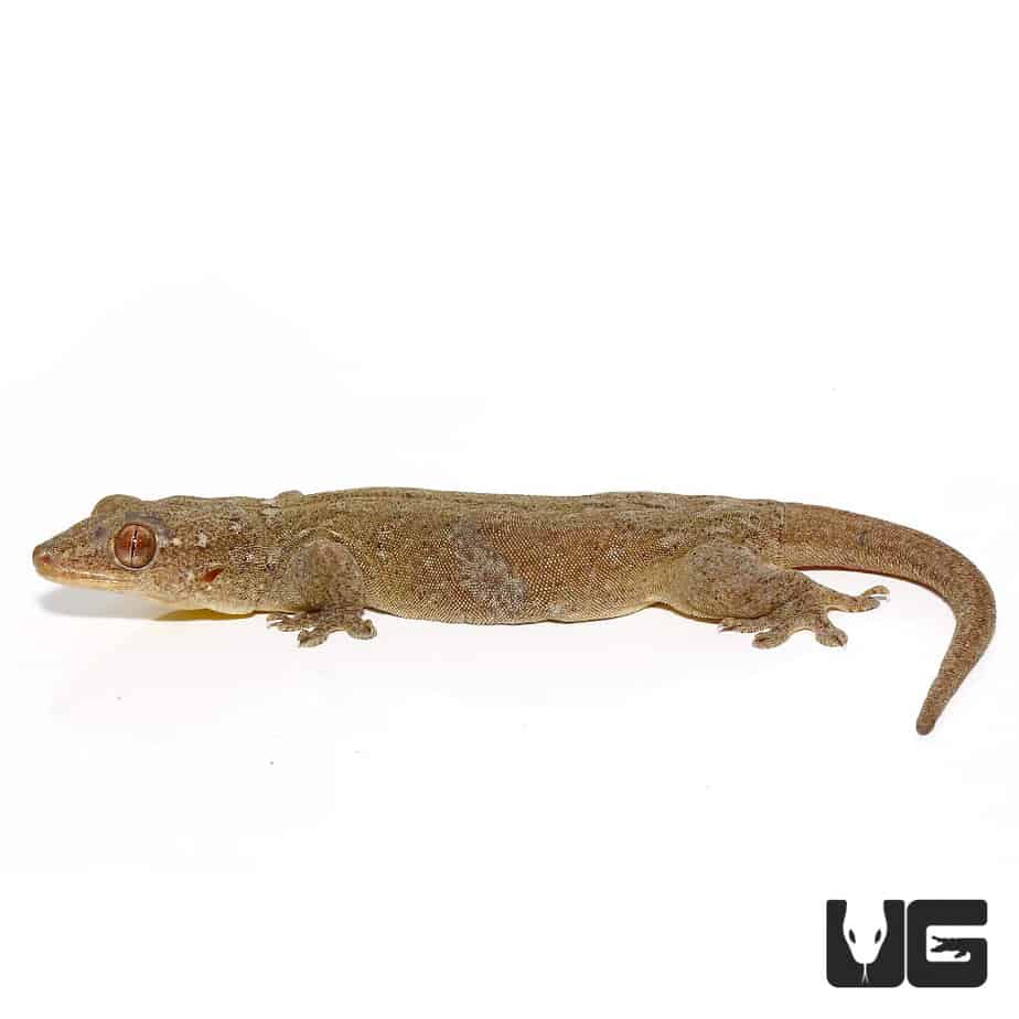 Oceanic Geckos (Gehyra oceanica) For Sale - Underground Reptiles