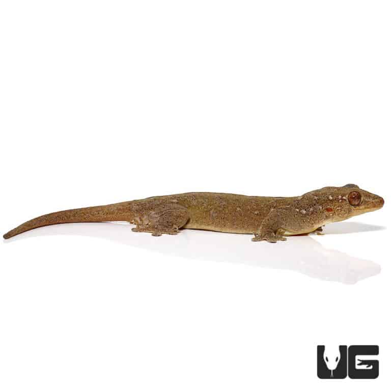 Oceanic Geckos (Gehyra oceanica) For Sale - Underground Reptiles