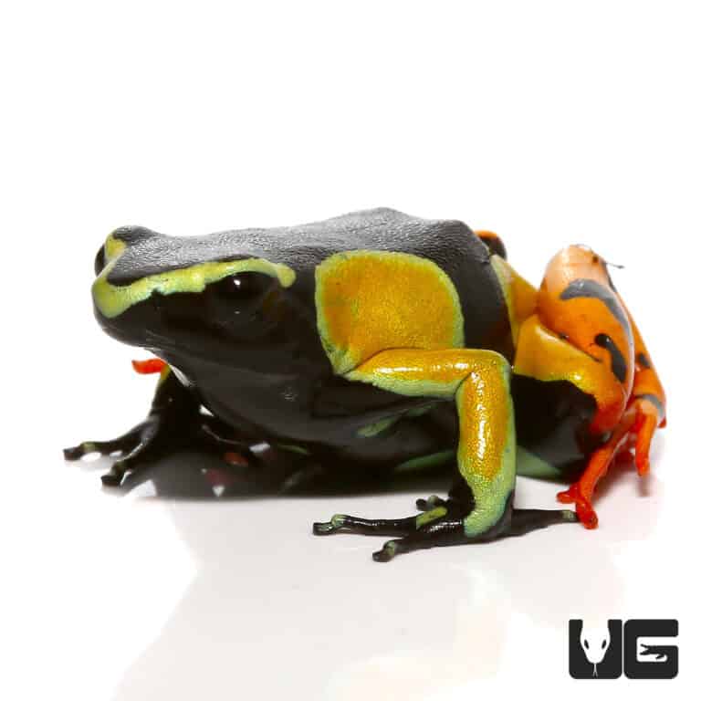 Bronze Mantellas (Mantella betsileo) For Sale - Underground Reptiles
