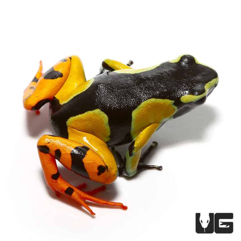 Painted Mantellas (Mantella madagascariensis) For Sale - Underground ...