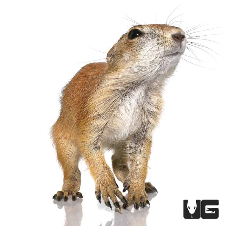 Baby Prairie Dog For Sale - Underground Reptiles