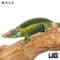 Rainbow Jacksons Chameleons (Jacksonii jacksonii) for sale ...