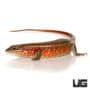 Red Sided Skinks For Sale - Underground Reptiles