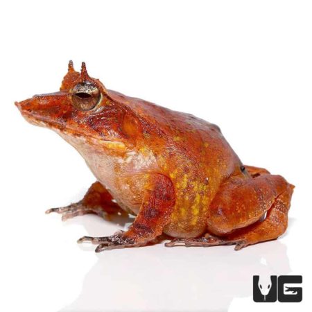 Red Solomon Island Eyelash Frogs For Sale - Underground Reptiles
