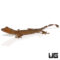 Solomon Island Dwarf White Lined Geckos (Gekko vittatus) For Sale ...