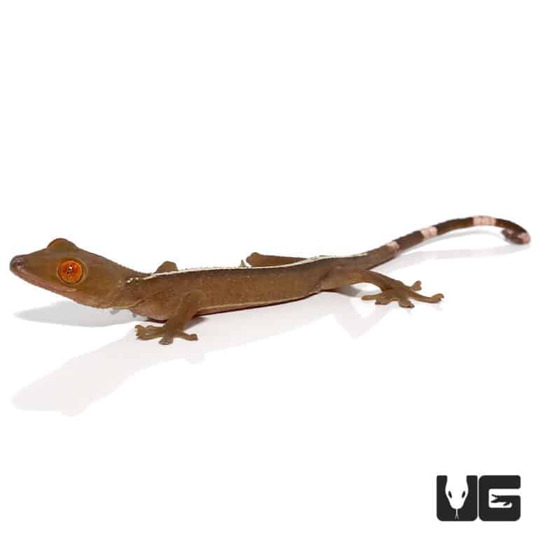 Solomon Island Dwarf White Lined Geckos (Gekko vittatus) For Sale ...