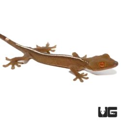 Solomon Island Dwarf White Lined Geckos (Gekko vittatus) For Sale ...