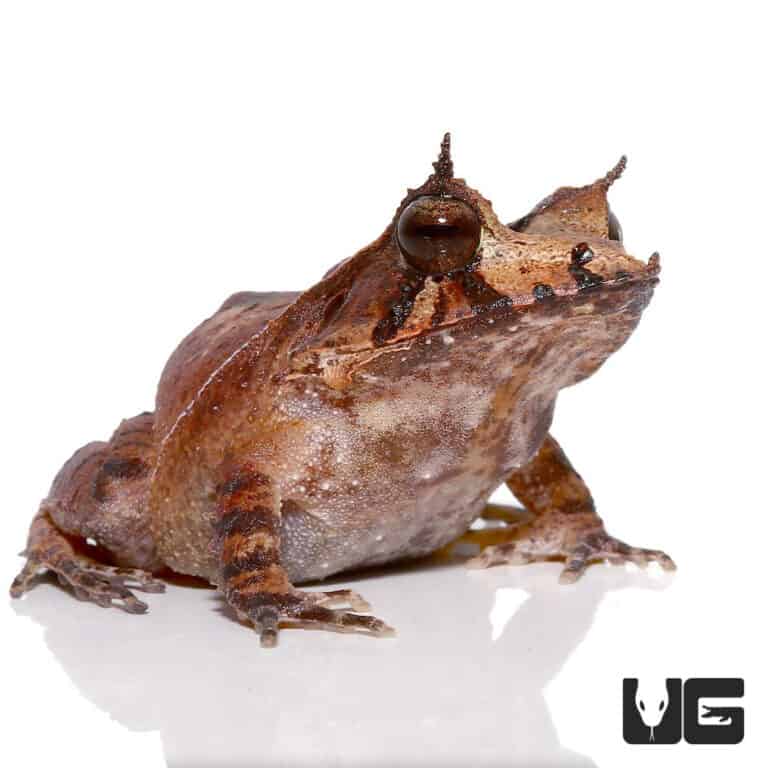 Solomon Island Eyelash Frogs For Sale - Underground Reptiles