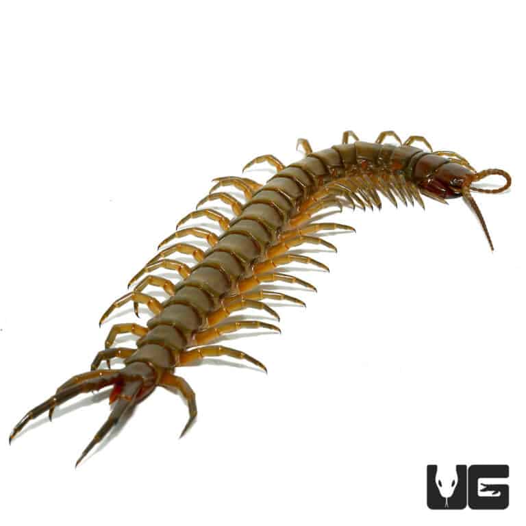 Centipedes, Millipedes and More For Sale - Underground Reptiles