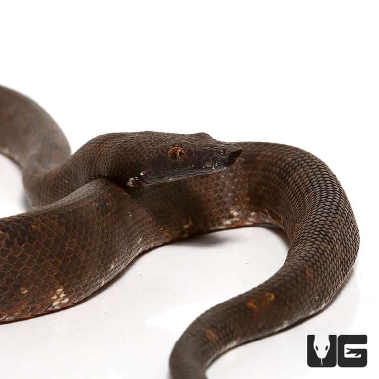 Solomon Island Ground Boas (Candoia carinata paulson) for sale ...