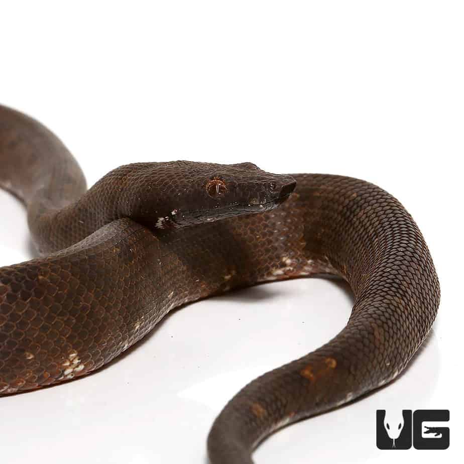 Solomon Island Ground Boas (Candoia carinata paulson) for sale ...