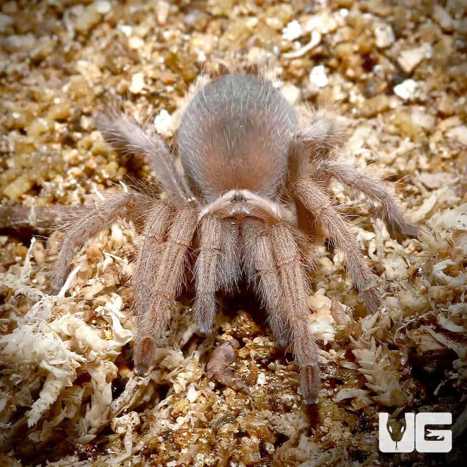 Tarantulas & Spiders For Sale - Page 21 of 24 - Underground Reptiles