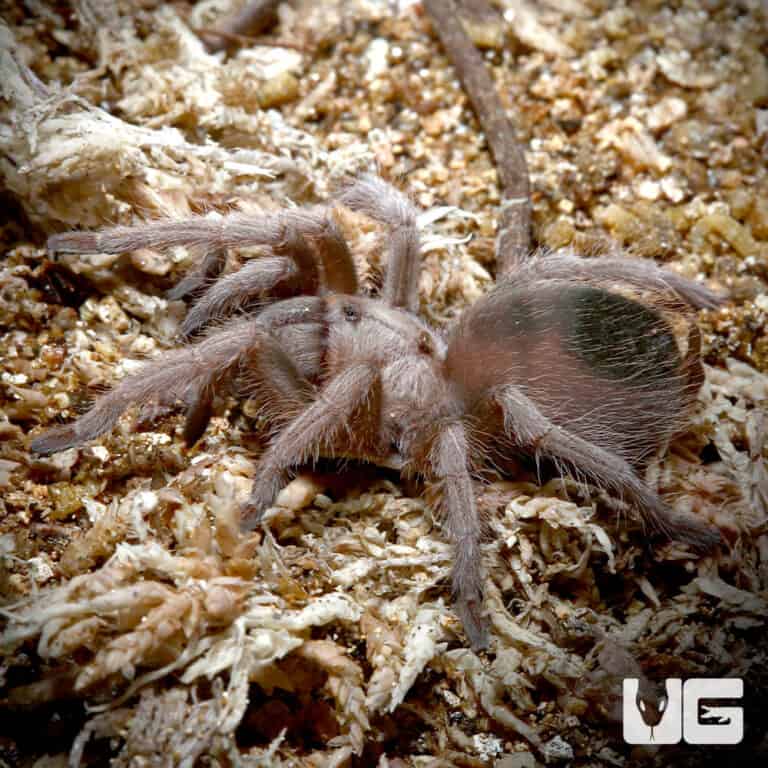 Tucson Blonde Tarantulas (Aphonopelma chalcodes) for sale - Underground ...