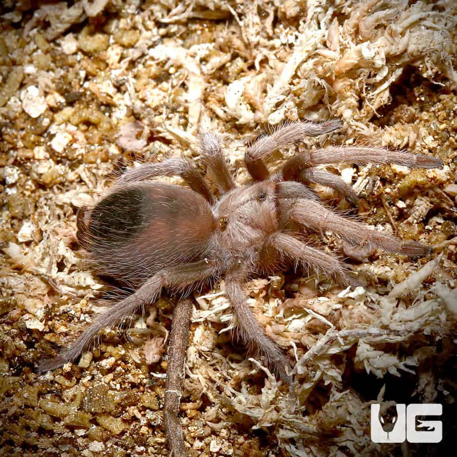 Tucson Blonde Tarantulas (Aphonopelma chalcodes) for sale - Underground ...