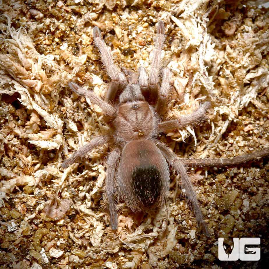 Tucson Blonde Tarantulas (Aphonopelma chalcodes) for sale - Underground ...