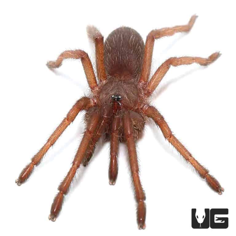Electric Blue Earth Tiger Tarantula (Chilobrachys sp) For Sale ...