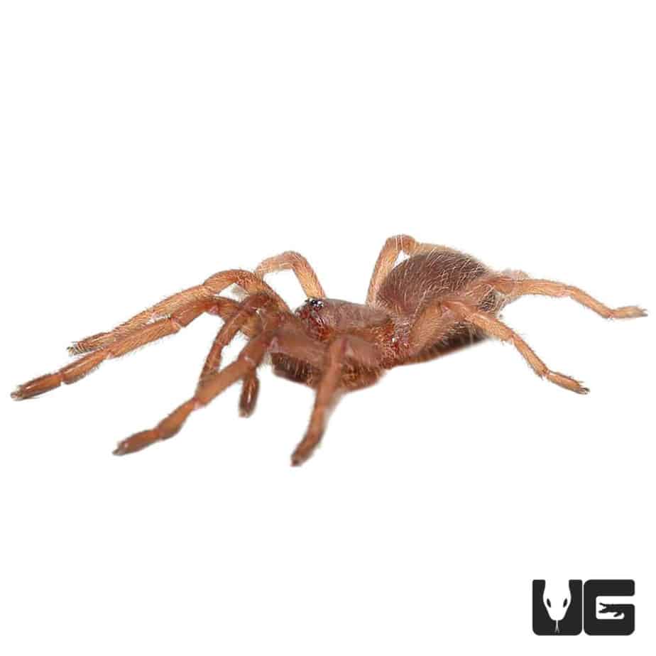 Tarantulas & Spiders Archives - Page 5 of 34 - Underground Reptiles