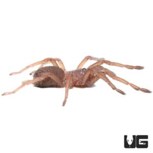 Electric Blue Earth Tiger Tarantula (Chilobrachys sp) For Sale ...