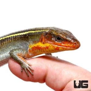 Yellow Throated Plated Lizard For Sale - Underground Reptiles
