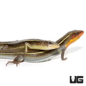 Yellow Throated Plated Lizard For Sale - Underground Reptiles