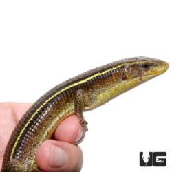 Yellow Throated Plated Lizards (Gerrhosaurus flavigularis) For Sale ...