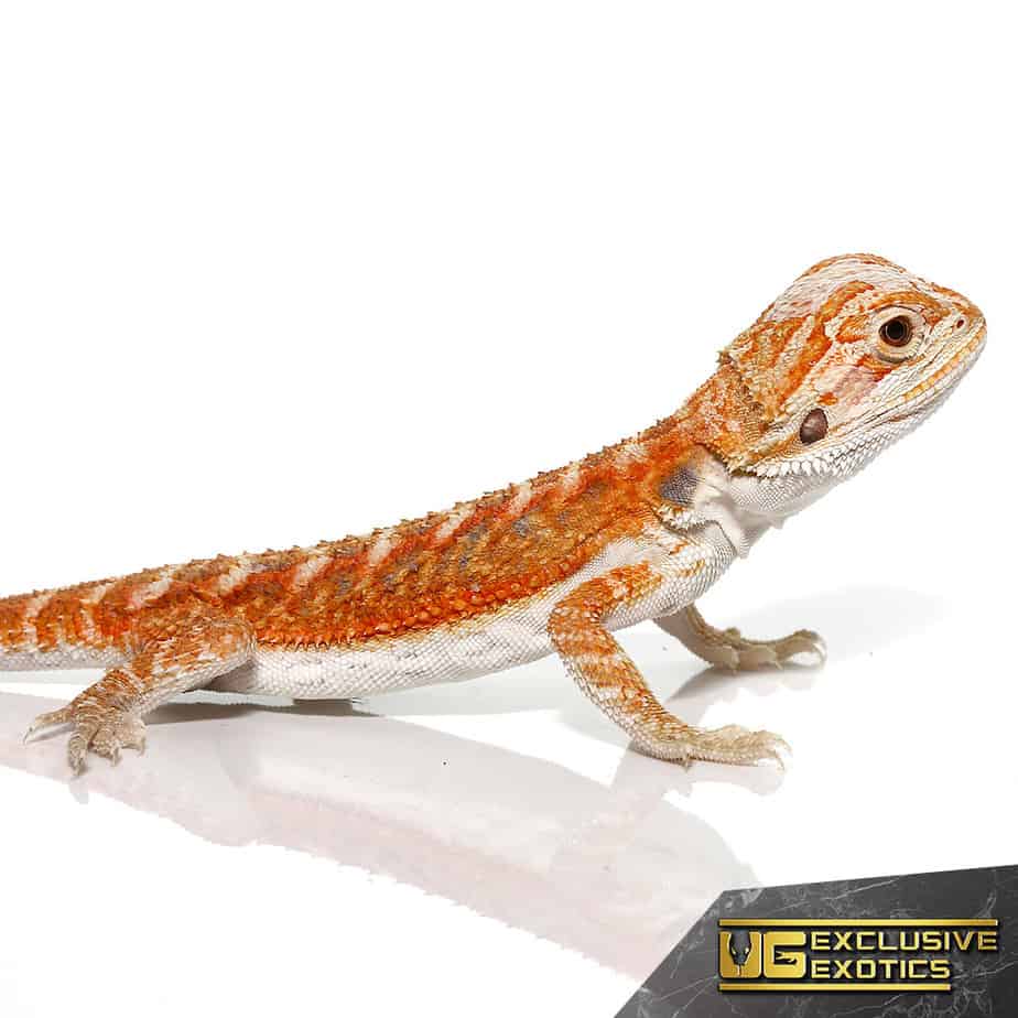 Baby Hypo Summer Stripe Bearded Dragons For Sale - Underground Reptiles