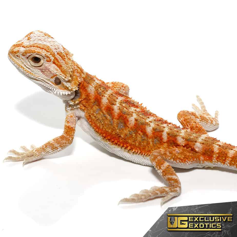 Baby Hypo Summer Stripe Bearded Dragons For Sale - Underground Reptiles
