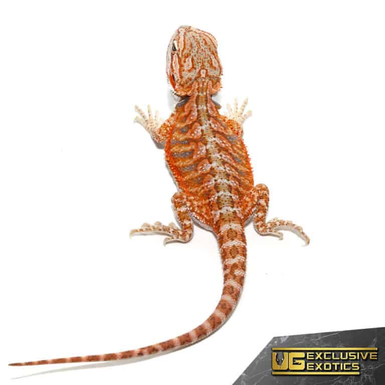 Baby Hypo Tangerine Dream Bearded Dragons For Sale - Underground Reptiles