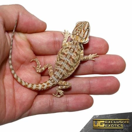 Baby Mocha Stripe Bearded Dragons (Pogona vitticeps) For Sale ...