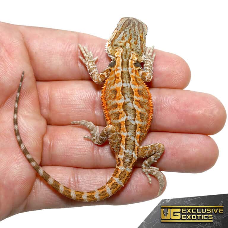 Baby Rustic Leatherback Bearded Dragon For Sale - Underground Reptiles