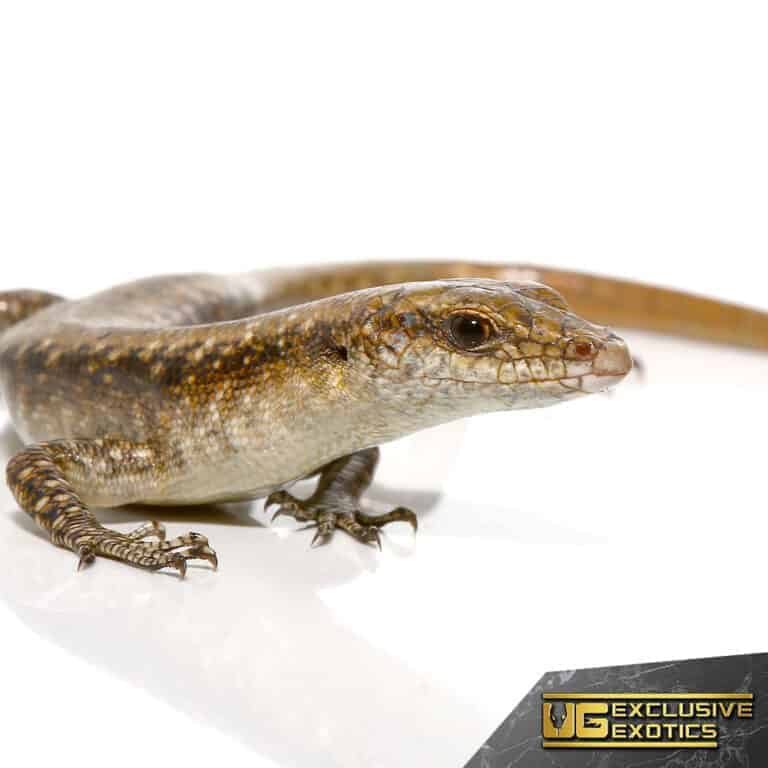 Skinks For Sale - Underground Reptiles