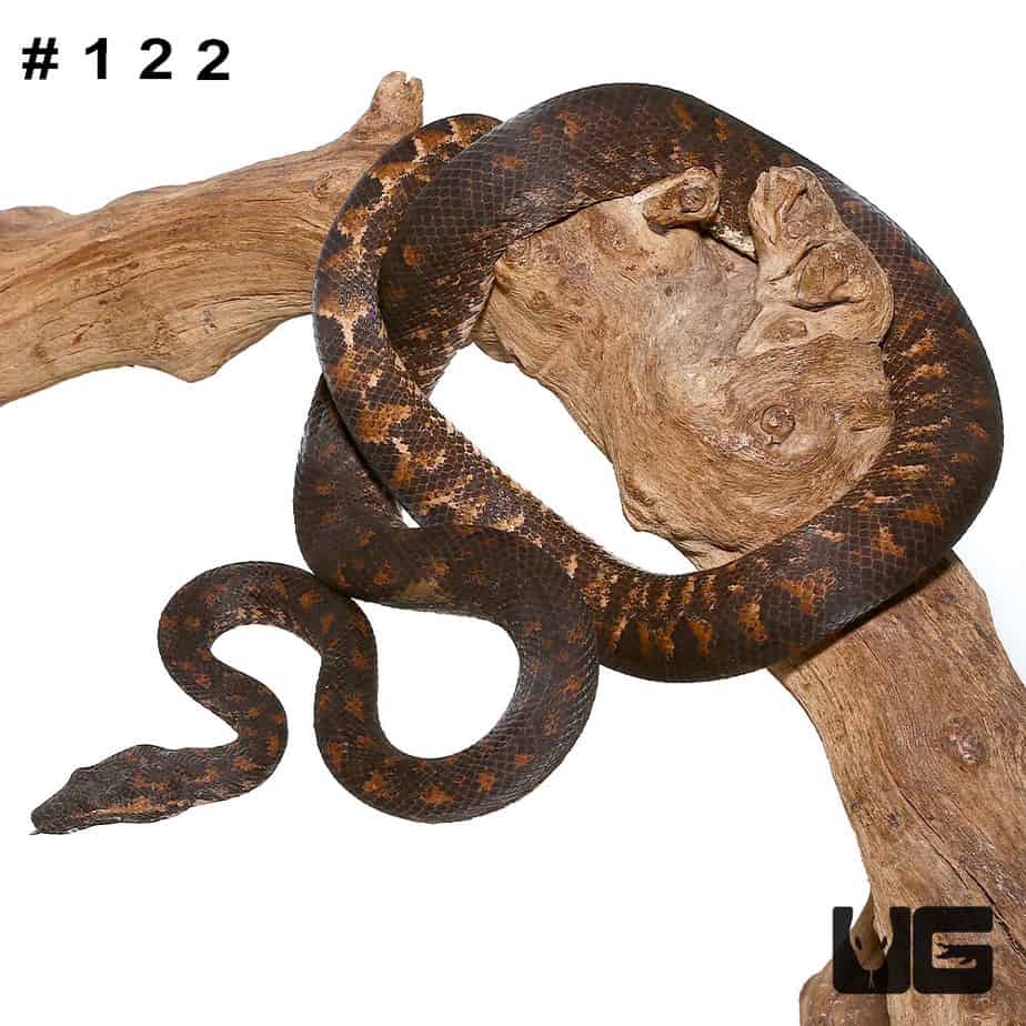 Adult Solomon Island Tree Boa for sale - Underground Reptiles