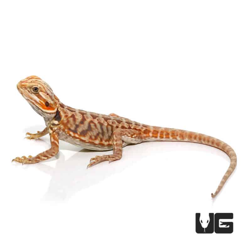 Baby Blue Bar Silky Bearded Dragons For Sale - Underground Reptiles