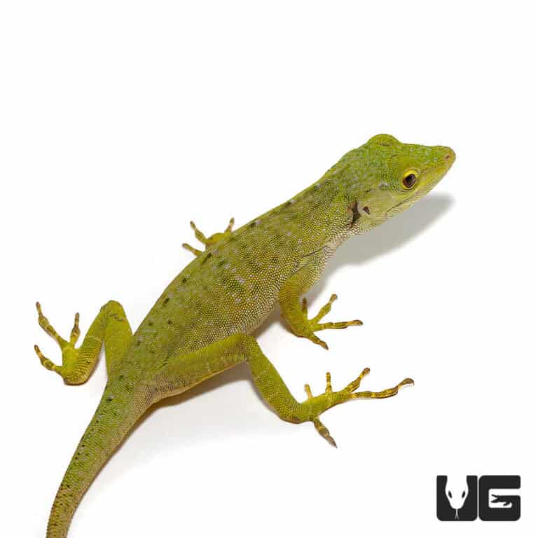 Neotropical Green Anoles (Anolis biporcatus) For Sale - Underground ...