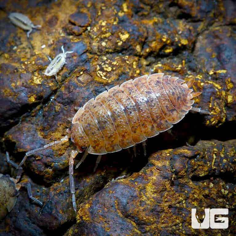Porcellio Scaber "Calico" Isopods For Sale - Underground Reptiles