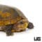 Scorpion Mud Turtles (Kinosternon scorpioides) For Sale - Underground ...