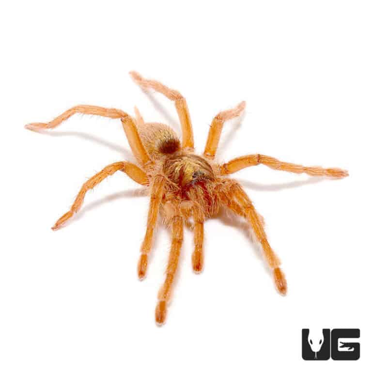 Trinidad Dwarf Gold Tarantula for sale - Underground Reptiles