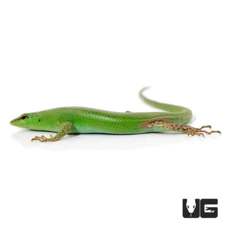 Emerald Tree Skinks For Sale - Underground Reptiles