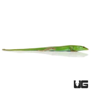 Emerald Tree Skinks For Sale - Underground Reptiles