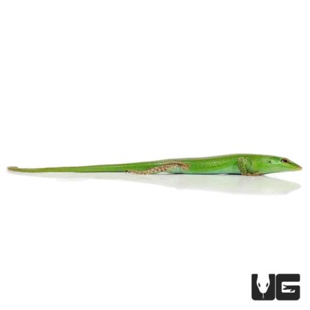 Emerald Tree Skinks For Sale - Underground Reptiles