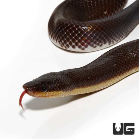 Auctions - Underground Reptiles